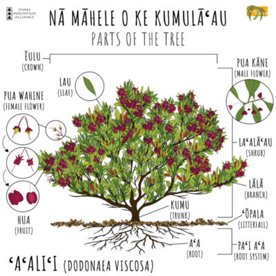 ʻaʻaliʻi Archives - Three Mountain Alliance